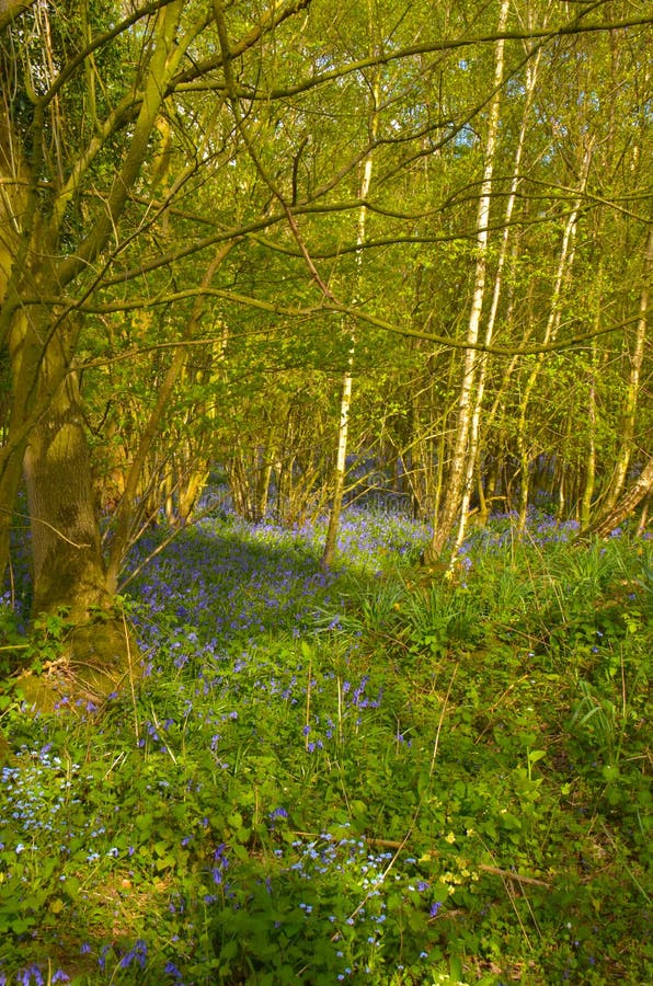Bluebells (Endymion Non-scriptus) Stock Photo - Image of wildflowers ...