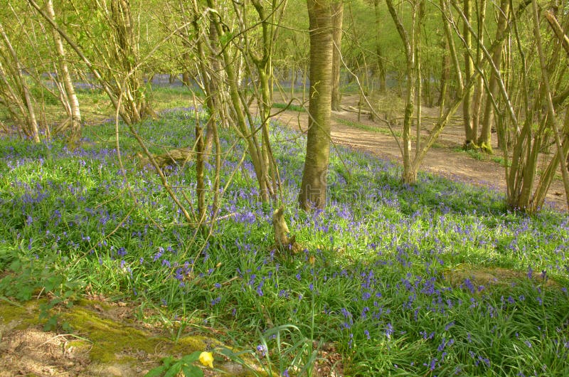 Bluebells (Endymion Non-scriptus) Stock Photo - Image of blossoms ...