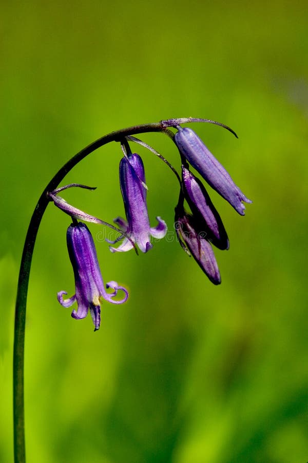 Bluebells Flower stock image. Image of tranquil, close - 2351887