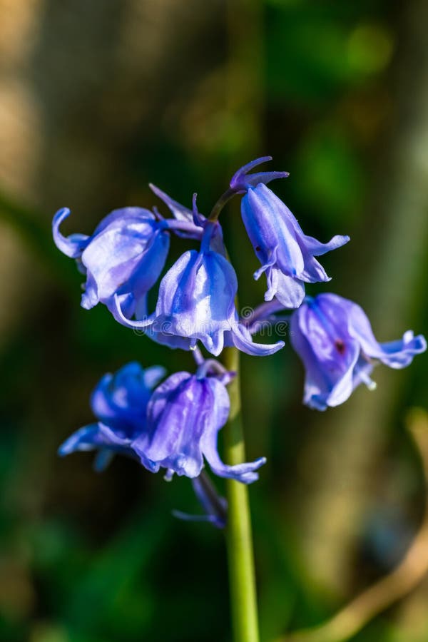 Bluebells Flower in Spring Forest Stock Photo - Image of beauty, beech ...