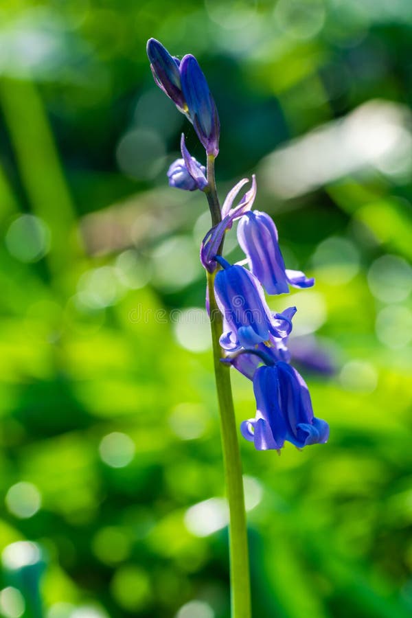 Bluebells Flower in Spring Forest Stock Image - Image of floral ...