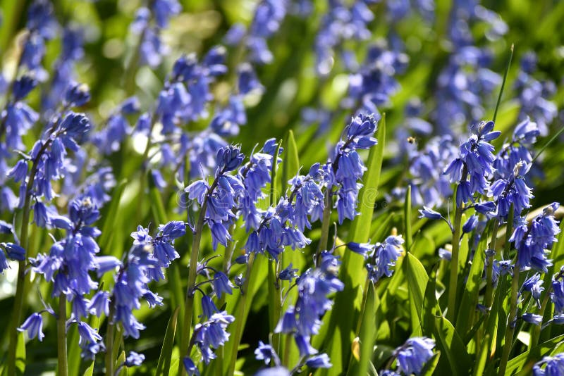 Bluebells with Flowers in a German Garden Stock Photo - Image of pretty ...
