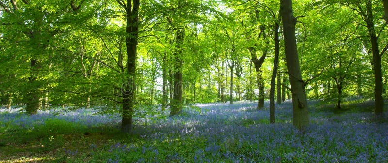 Bluebells in the Forest stock image. Image of green, spring - 5136275