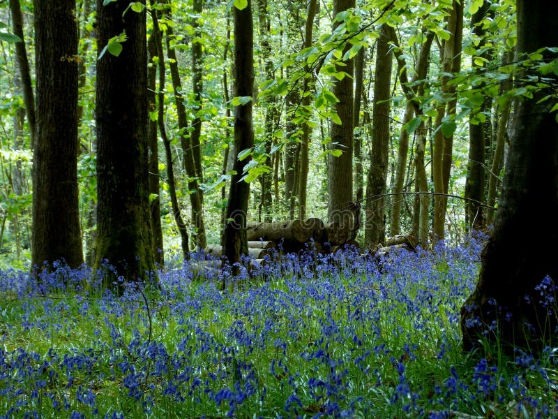 Bluebells forest stock photo. Image of blue, green, bluebells - 100513542