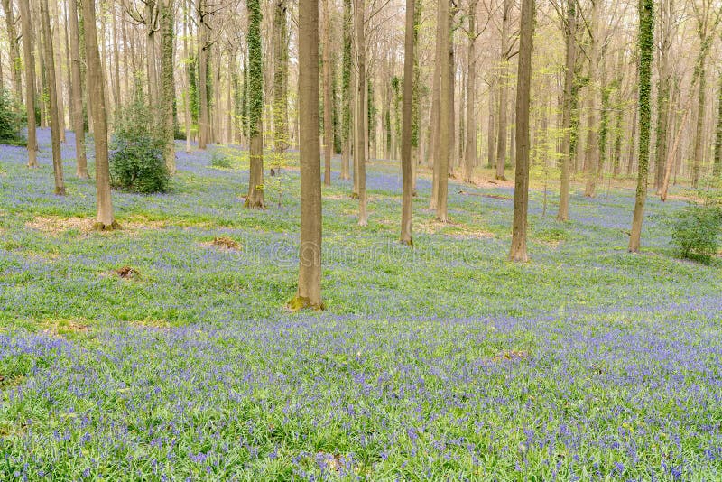 Bluebells in the forest stock photo. Image of nature - 245684392