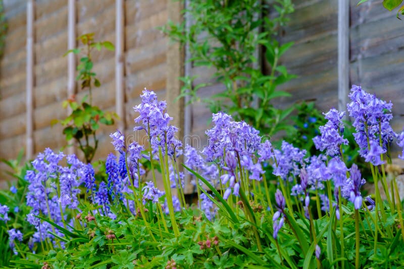 Bluebells in Garden stock photo. Image of vibrant, outdoors - 91519536