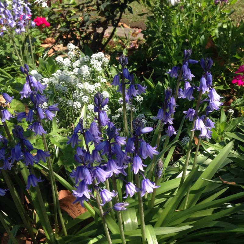 Bluebells in a Garden stock photo. Image of garden, plants - 78648280