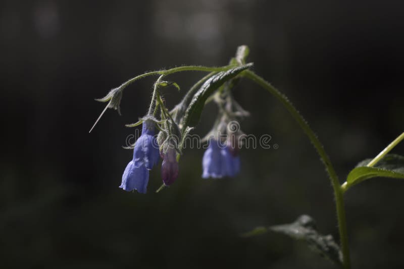 Bluebells Growing Near Pond Alaska Stock Photos - Free & Royalty-Free ...