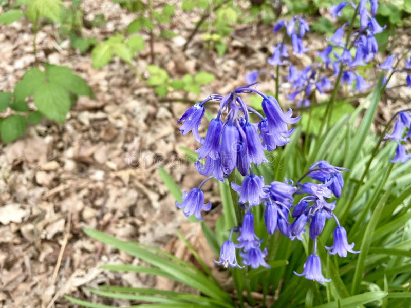 Bluebells Growing Wild in a Forest Stock Photo - Image of grass ...