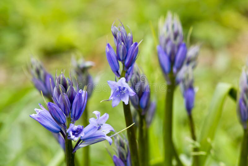 Bluebells (Hyacinthoides Non-scripta) Stock Image - Image of space ...