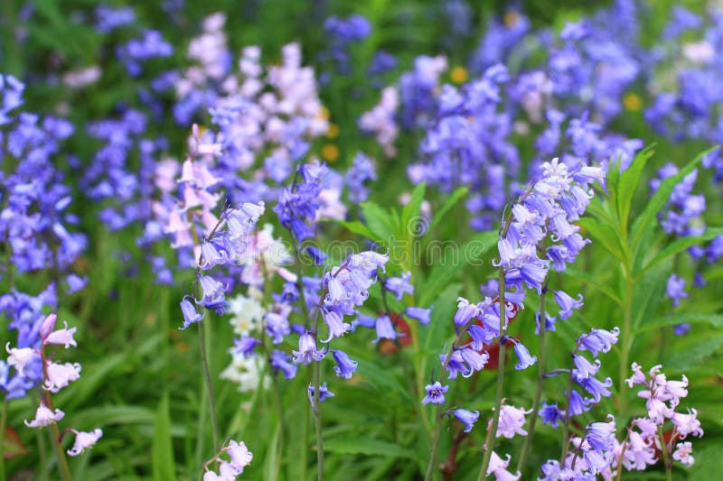 Bluebells meadow stock photo. Image of fragility, bluebells - 31375584