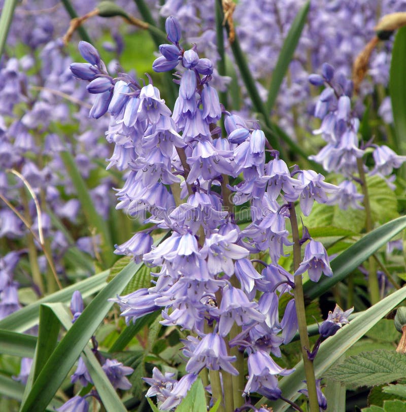 Bluebells stock image. Image of landscape, season, pathway - 41095051