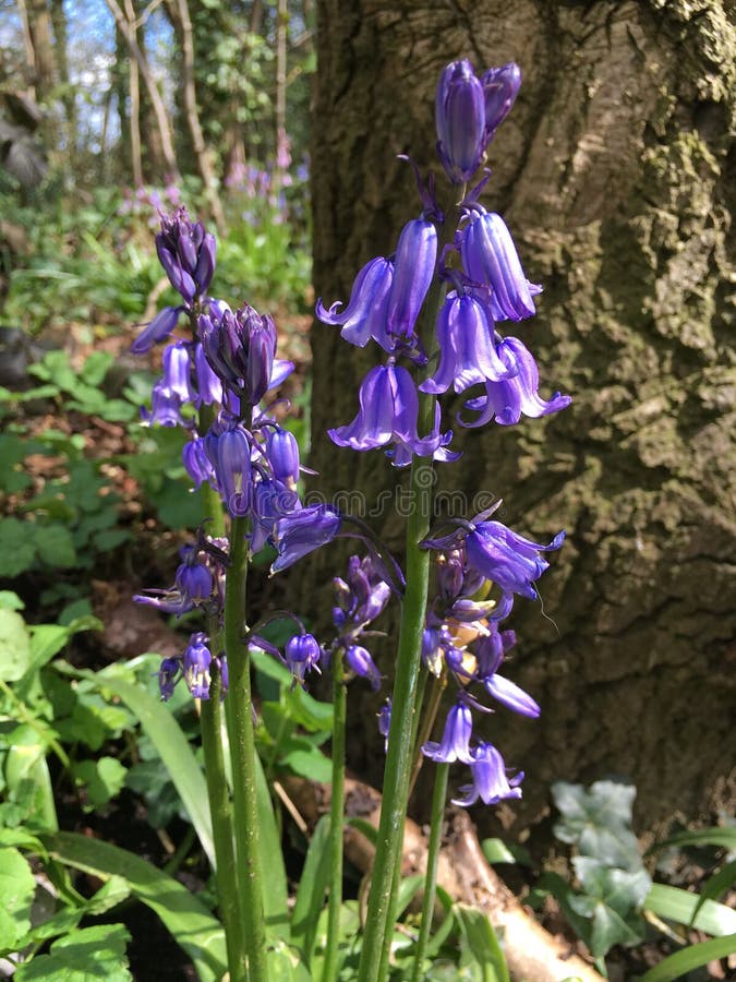 Bluebells in Spring stock photo. Image of forest, captured - 70038502