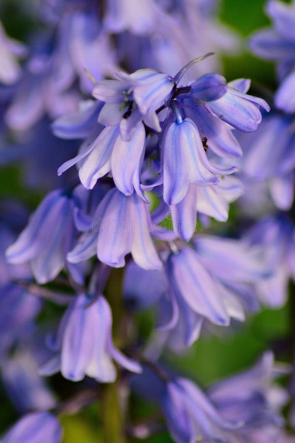 Bluebells in spring stock image. Image of slow, bluebells - 91570799