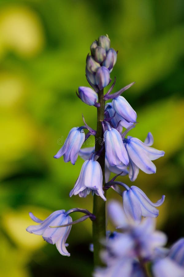 Bluebells in spring stock photo. Image of meadow, flowers - 91570868