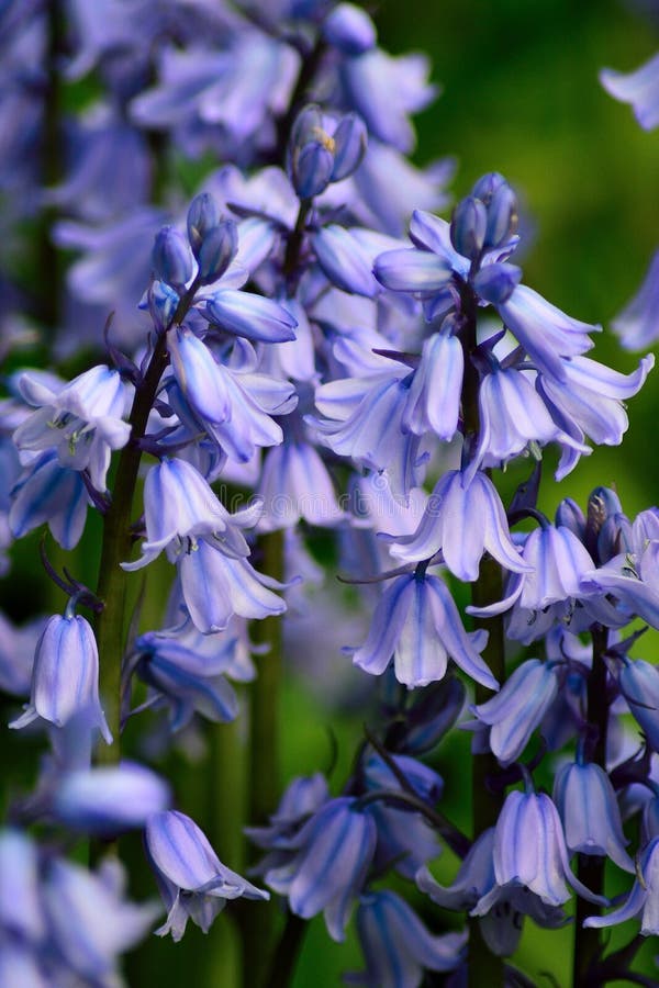 Bluebells in spring stock photo. Image of floral, purple - 91570938