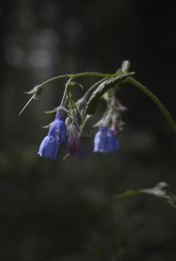 Bluebells on Spring Day in Alaska Stock Photo - Image of natural ...