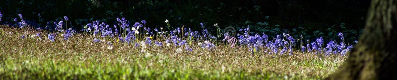 Bluebells in Spring stock photo. Image of spring, nature - 192562432