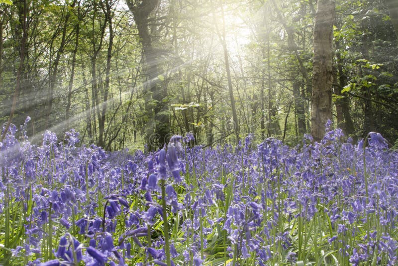 Bluebells in Spring stock image. Image of plant, summer - 92508451