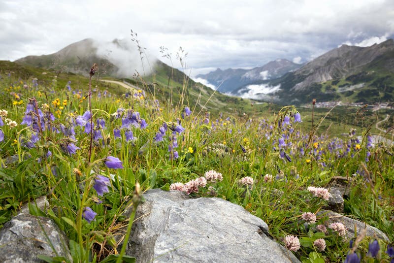 Bluebells on Valley in Mountains Stock Photo - Image of flowers, alpine ...