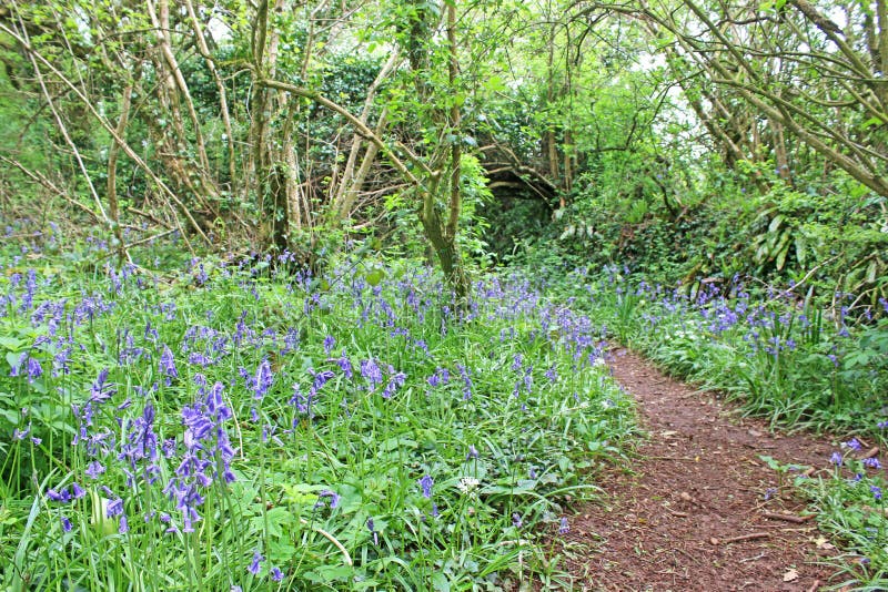 Path through a Wood in Spring Stock Photo - Image of bluebells, garlic ...