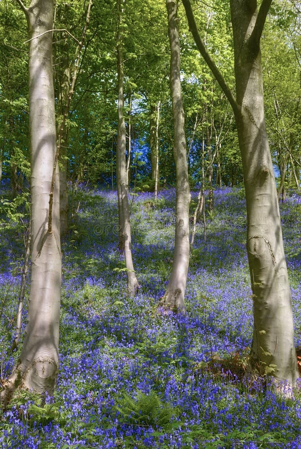 Bluebells in wood stock photo. Image of forest, deserted - 9638932