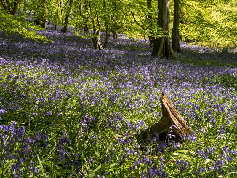 Bluebells Woodland Forest in Spring Stock Photo - Image of honey ...