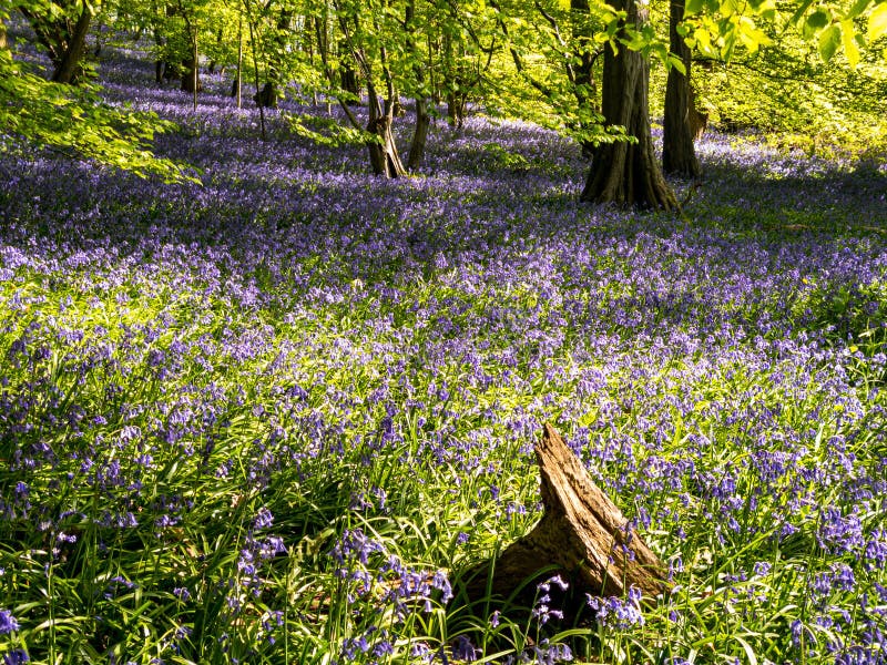 Bluebells Woodland Forest in Spring Stock Photo - Image of insect ...