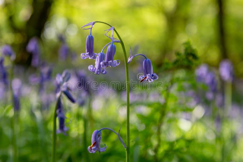Spring Bluebells stock photo. Image of countryside, floral - 133503610