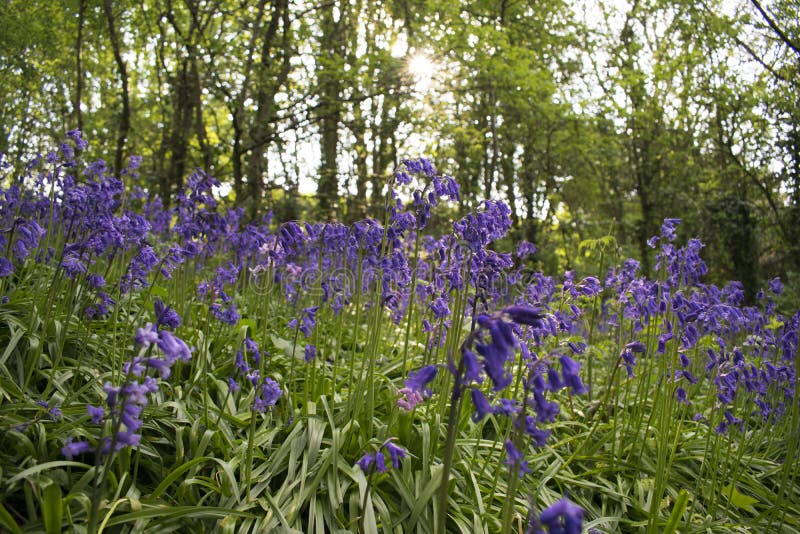 Bluebells in Woodland stock image. Image of horizontal - 91564961