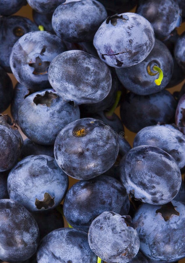 Closeup of Wild Blueberries Growing in a Field. Stock Image - Image of ...