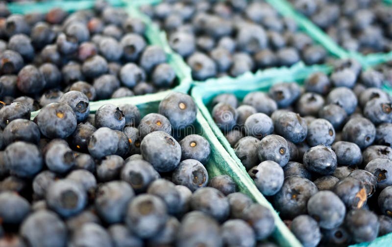 Pints of Blue Berries stock image. Image of farm, harvest - 15161825