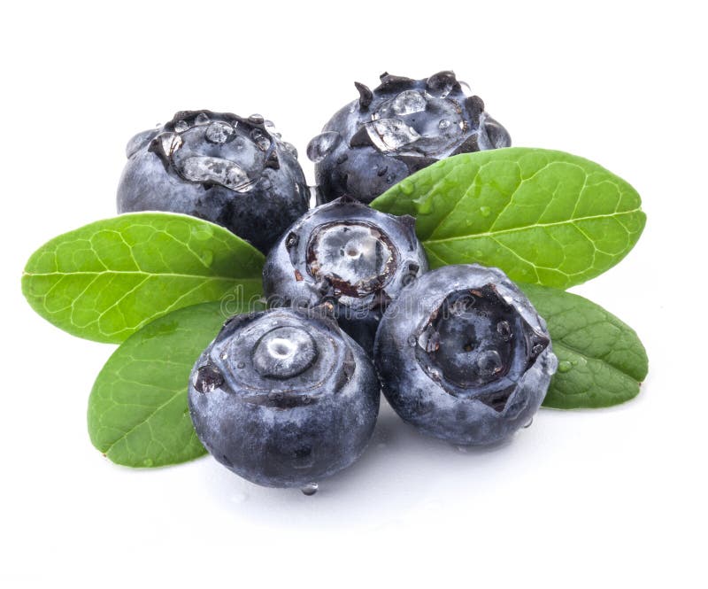 Blueberry stock photo. Image of bilberry, blaeberry, common - 10248696