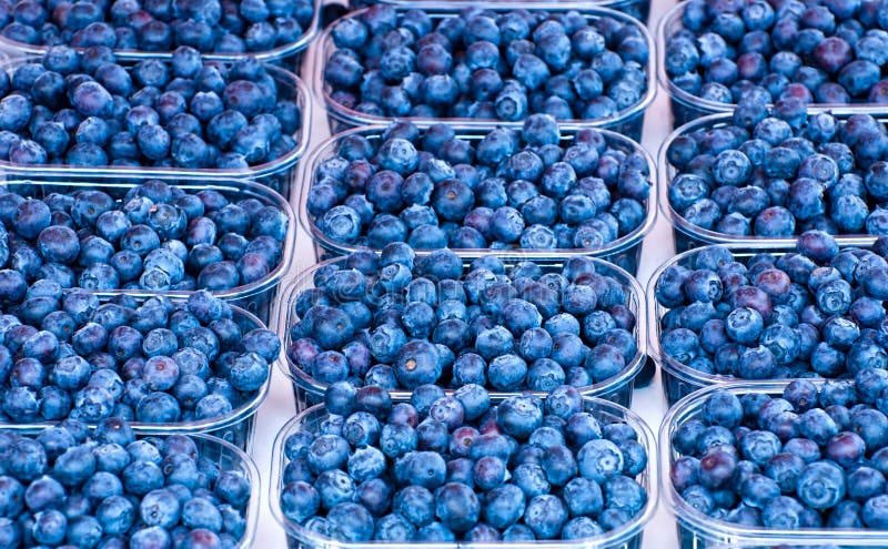 Pints of Blue Berries stock image. Image of farm, harvest - 15161825