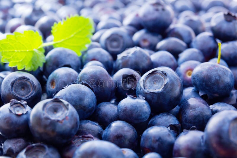 Closeup of Wild Blueberries Growing in a Field. Stock Image - Image of ...