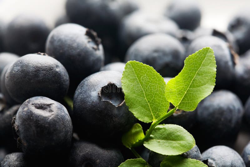 Blueberries stock photo. Image of healthy, delicious, berries - 5649296