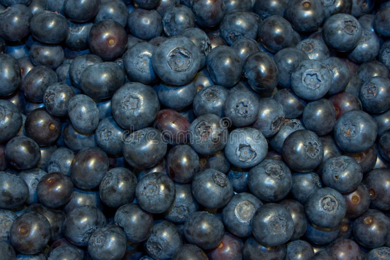 Blueberries stock photo. Image of purple, fruit, blueberry - 5952188