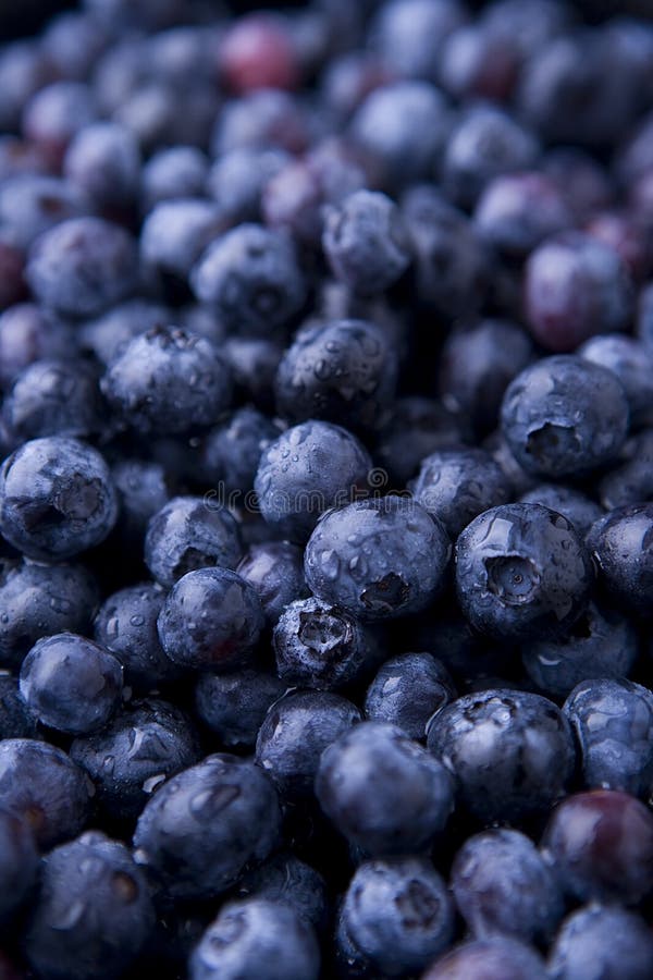 Blueberries stock image. Image of color, berry, focus - 7002023