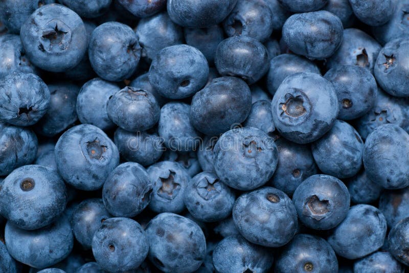 Rotten Food : Mouldy Blueberry Fruit Stock Photo - Image of bacteria ...