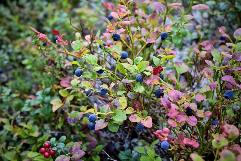 Blueberries, Berries on a Bush in the Forest Stock Photo - Image of ...