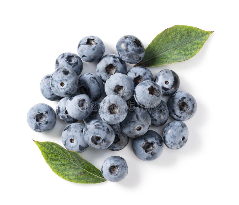 Blueberries and Blueberry Leaves on a White Background Stock Image ...