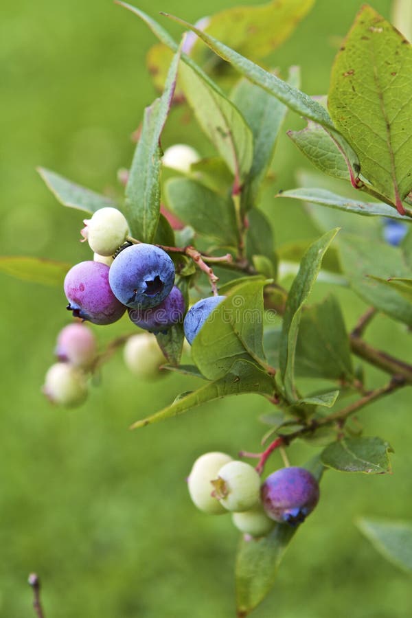 Blueberries on Blurred Background Stock Image - Image of fruit, berries ...