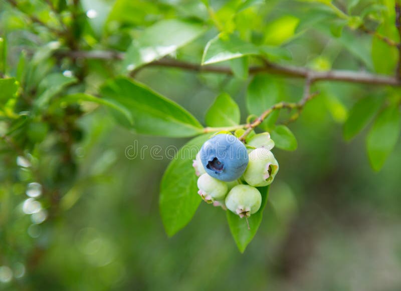 Blueberries on branch. stock photo. Image of nature, delicious - 56886956