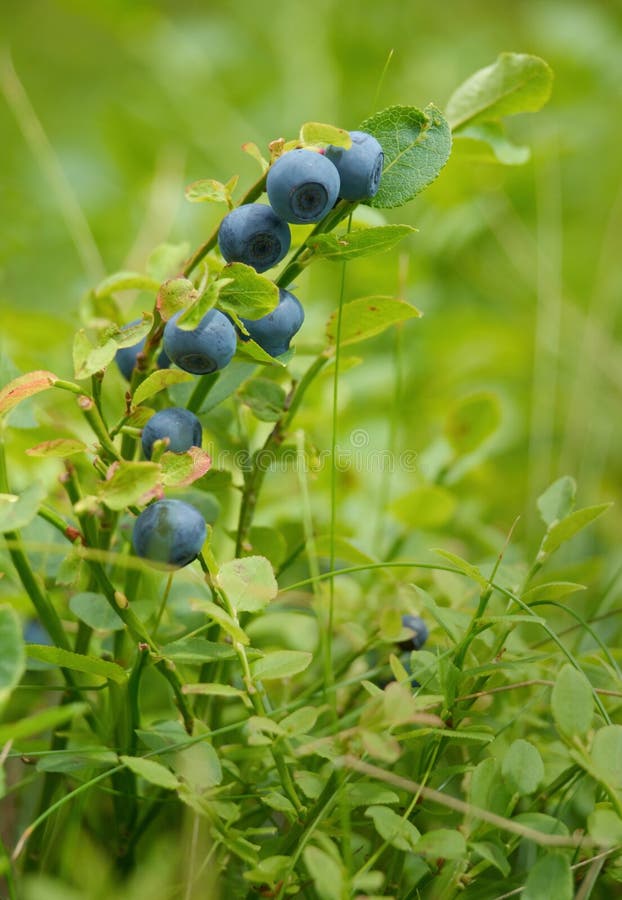 Blueberries branch stock photo. Image of branch, green - 57955894