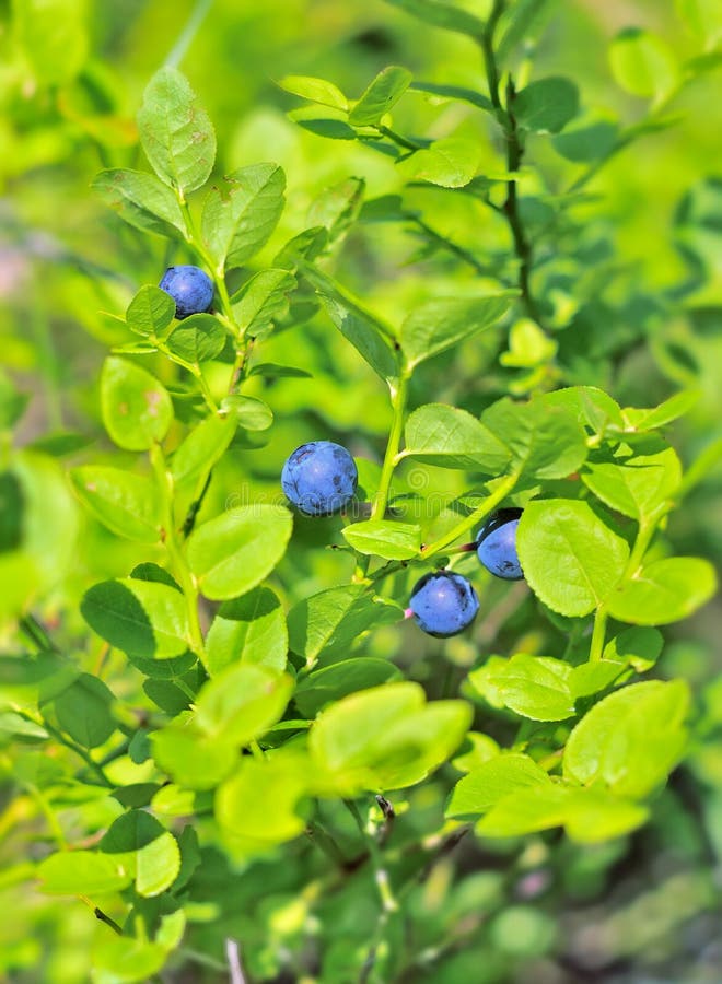 Blueberries Branch. Huckleberry Stock Photo - Image of organic, food ...