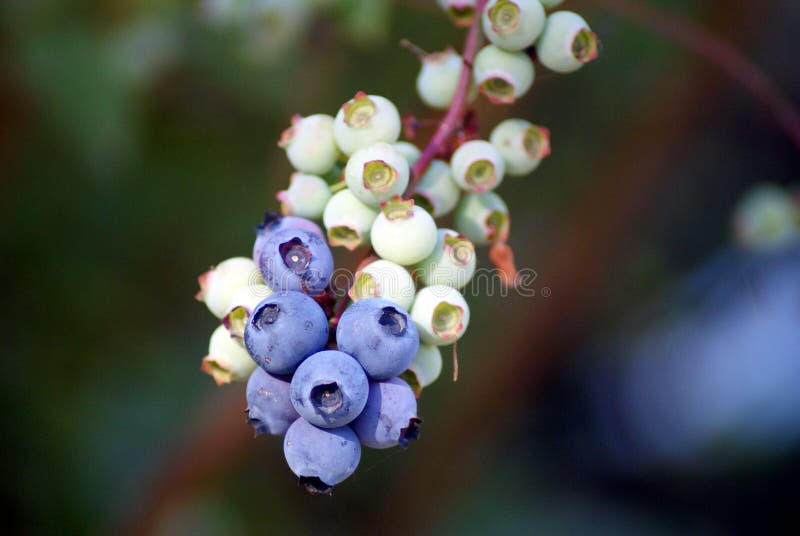 Unripe Blueberries Stock Photos - Download 253 Royalty Free Photos