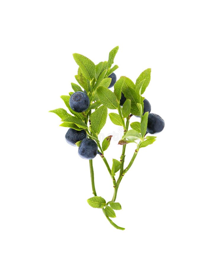 Blueberries Branch on White Stock Image - Image of isolated, bilberry ...