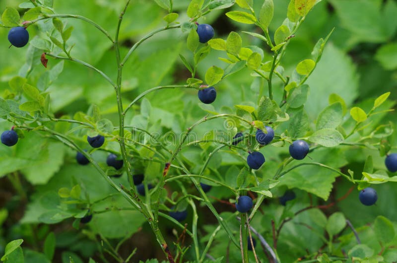 Blueberries branches stock photo. Image of tine, leaves - 55981466