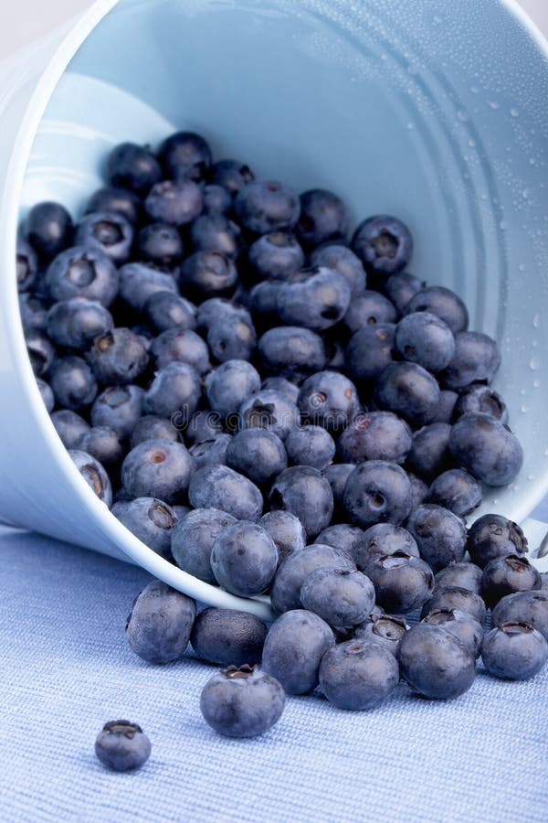 Pints of Blue Berries stock image. Image of farm, harvest - 15161825