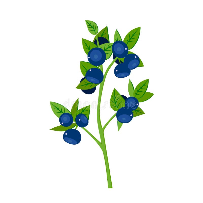 Blueberry Bush Clipart